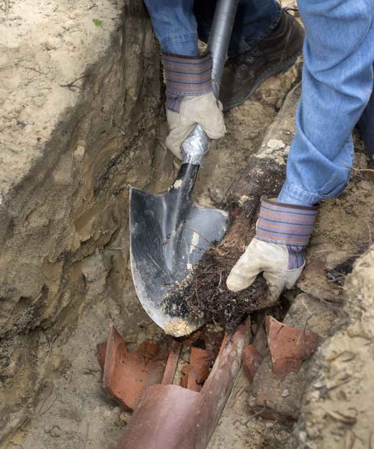 Symptoms of Tree Roots in Your Sewer Lines